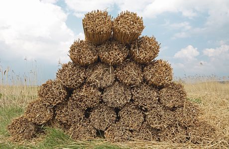 Stacked Bundles Reeds On Field Editorial Stock Photo - Stock Image ...