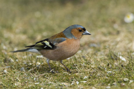 35 Grass finch Stock Pictures, Editorial Images and Stock Photos ...