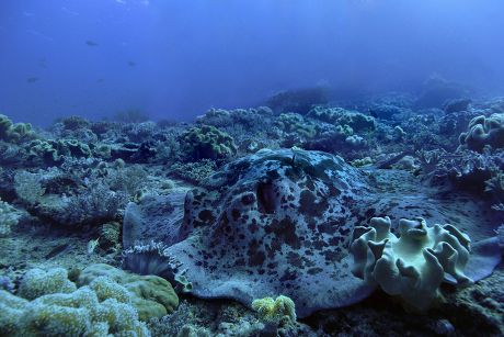 Round Ribbontail Ray Taeniura Meyeni Editorial Stock Photo - Stock ...