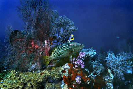 Slender Grouper Anyperodon Leucogrammicus Editorial Stock Photo - Stock ...