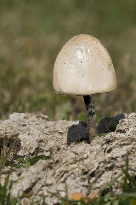 16 Egghead Stock Pictures, Editorial Images and Stock Photos | Shutterstock
