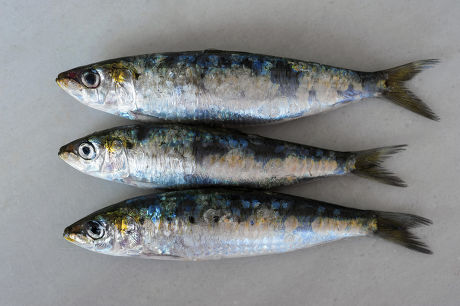Three Sardines European Pilchards Sardina Pilchardus Editorial Stock ...