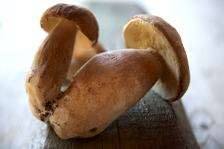 90 Ceps Stock Pictures, Editorial Images and Stock Photos | Shutterstock