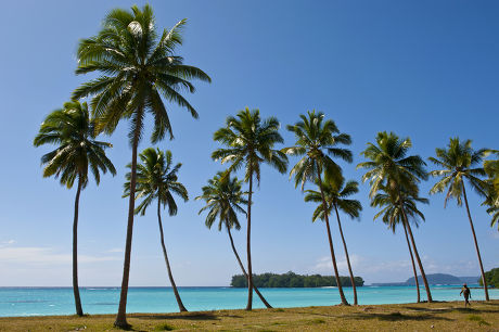 Palm Trees Editorial Stock Photo - Stock Image | Shutterstock