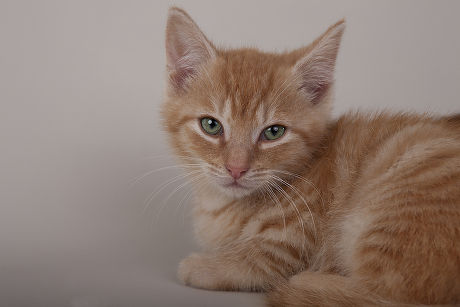 Red Tabby Kitten Editorial Stock Photo - Stock Image | Shutterstock