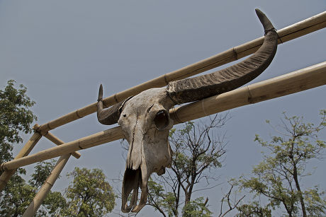 Skull Water Buffalo Bubalus Arnee On Editorial Stock Photo - Stock ...