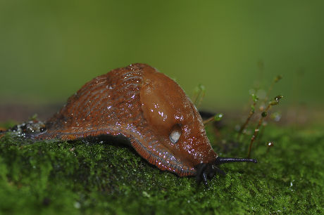 18 Round back slug Stock Pictures, Editorial Images and Stock Photos ...