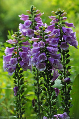 Blooming Foxglove Digitalis Purpurea Editorial Stock Photo - Stock ...