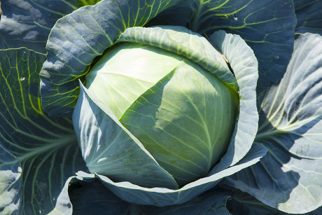 White Cabbage Brassica Oleracea Editorial Stock Photo - Stock Image ...
