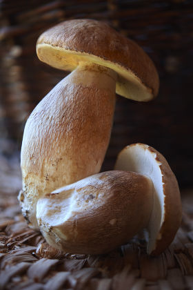 Fresh Ceps Boletus Edulis Editorial Stock Photo - Stock Image ...