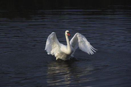Mute Swan Cygnus Olor Beating Wings Editorial Stock Photo - Stock Image ...