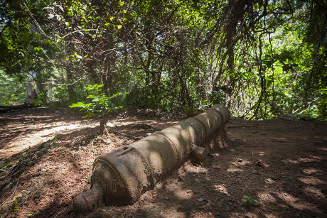 Old Cannon Relic Colonial Era Jungle Editorial Stock Photo - Stock ...