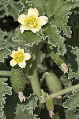 Squirting Cucumber Exploding Cucumber Ecballium Elaterium Editorial ...