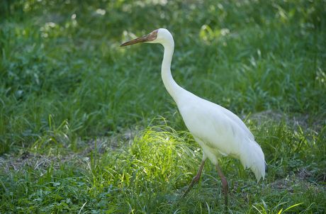 Siberian Crane Siberian White Crane Snow Editorial Stock Photo - Stock ...