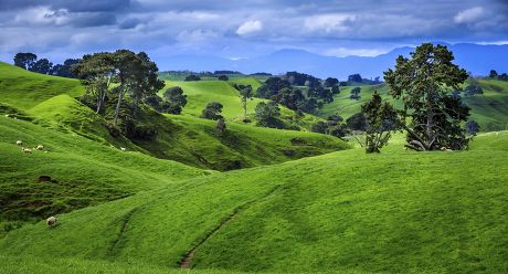 79 Matamata Stock Pictures, Editorial Images and Stock Photos ...