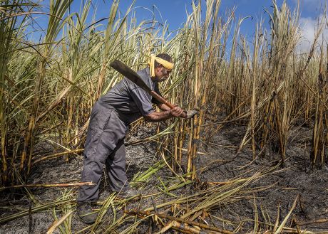 500 Sugar cane farming Stock Pictures, Editorial Images and Stock ...
