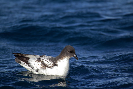 Cape Petrel Daption Capense Adult Weddell Editorial Stock Photo - Stock ...