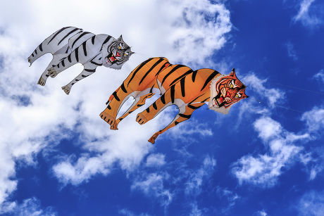 82 Tiger figures Stock Pictures, Editorial Images and Stock Photos ...