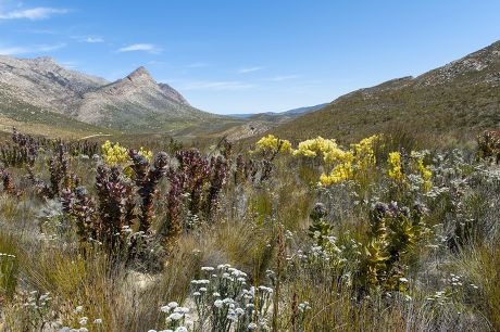 Vegetation Swartberg Mountain Range Unesco World Editorial Stock Photo ...