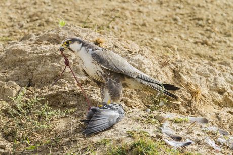 39 Falco biarmicus Stock Pictures, Editorial Images and Stock Photos ...