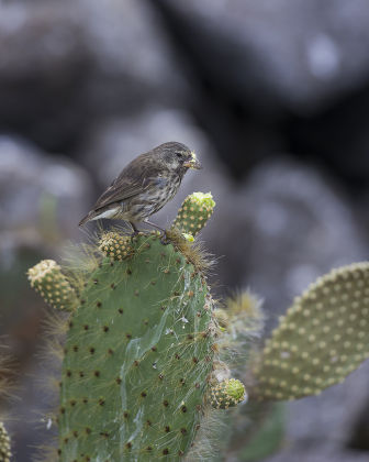 Common Cactus Finch Small Cactus Finch Editorial Stock Photo - Stock ...