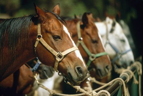 Horses Tied Line Editorial Stock Photo - Stock Image | Shutterstock