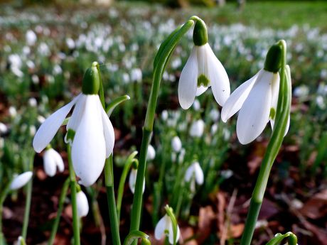 Snowdrops in early bloom at Swyncombe Church, Oxfordshire, Britain - 21 ...