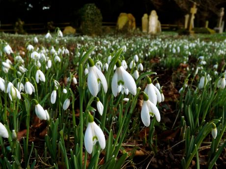 imágenes de Snowdrops in early bloom at Swyncombe Church, Oxfordshire ...