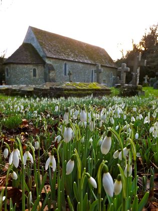 Snowdrops in early bloom at Swyncombe Church, Oxfordshire, Britain - 21 ...