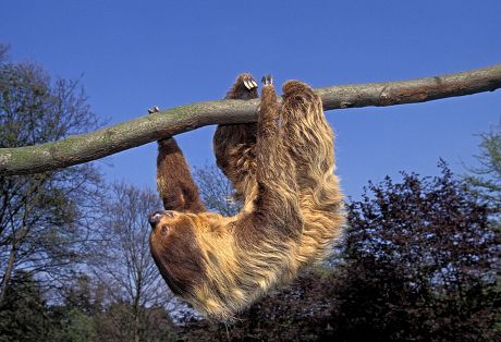 Two Toed Sloth Choloepus Didactylus Adult Editorial Stock Photo - Stock ...