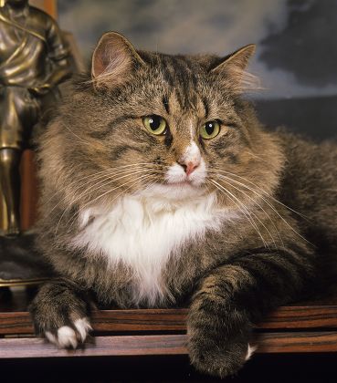 44 Skogkatt cat Stock Pictures, Editorial Images and Stock Photos ...