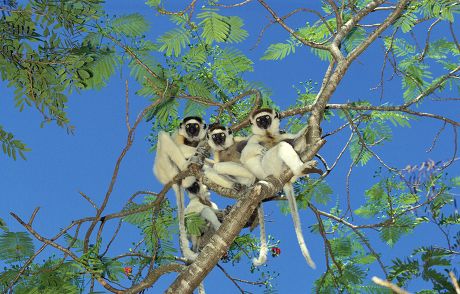 56 Indridae Stock Pictures, Editorial Images and Stock Photos ...