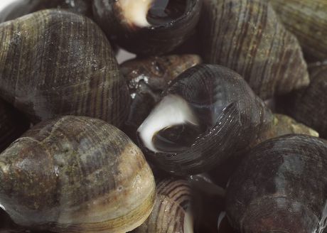 Common Periwinckle Littorina Littorea Shells Editorial Stock Photo ...