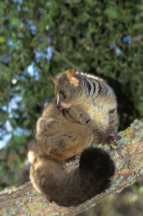 39 Bush tail Stock Pictures, Editorial Images and Stock Photos ...