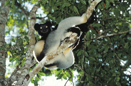 56 Indridae Stock Pictures, Editorial Images and Stock Photos ...