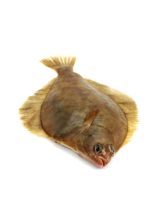 30 Brill fish Stock Pictures, Editorial Images and Stock Photos ...