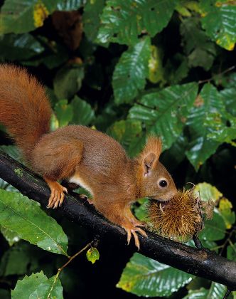 37 Chestnut squirrel Stock Pictures, Editorial Images and Stock Photos ...