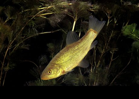 Tench Tinca Tinca Editorial Stock Photo - Stock Image | Shutterstock