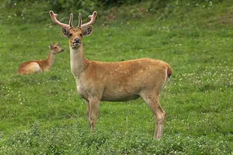 Barashingha Deer Swamp Deer Cervus Duvauceli Editorial Stock Photo ...