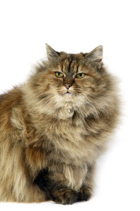 38 Tortoise shell persian cat Stock Pictures, Editorial Images and ...
