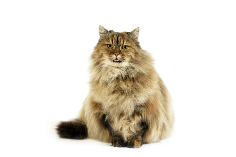 38 Tortoise shell persian cat Stock Pictures, Editorial Images and ...