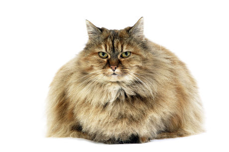 38 Tortoise shell persian cat Stock Pictures, Editorial Images and ...