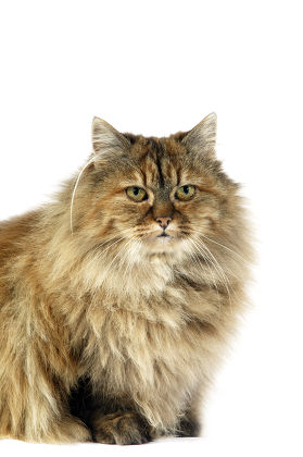 38 Tortoise shell persian cat Stock Pictures, Editorial Images and ...