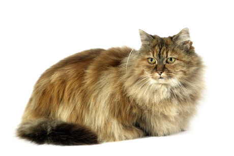 38 Tortoise shell persian cat Stock Pictures, Editorial Images and ...