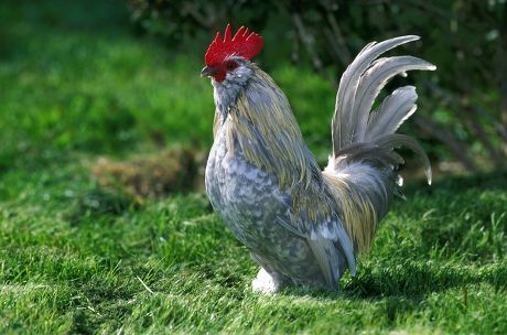 Domestic Chicken Barbu Duccle Cockerel Belgian Editorial Stock Photo ...