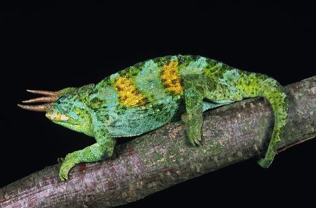 Jacksons Chameleon Chamaeleo Jacksoni Male Editorial Stock Photo ...