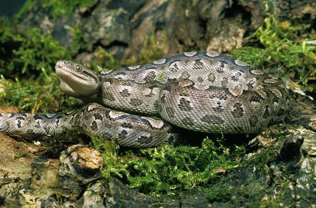 27 Rainbow boa Stock Pictures, Editorial Images and Stock Photos ...