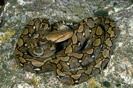 Reticulated Python Python Reticulatus Adult Standing Editorial Stock ...