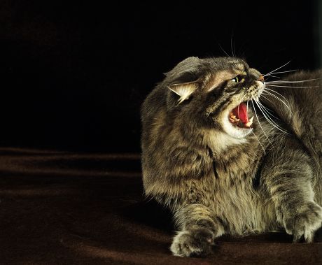 44 Skogkatt cat Stock Pictures, Editorial Images and Stock Photos ...