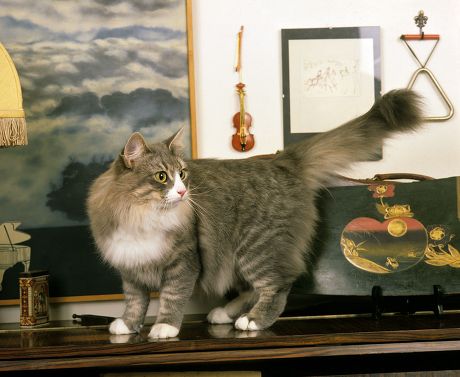 44 Skogkatt cat Stock Pictures, Editorial Images and Stock Photos ...